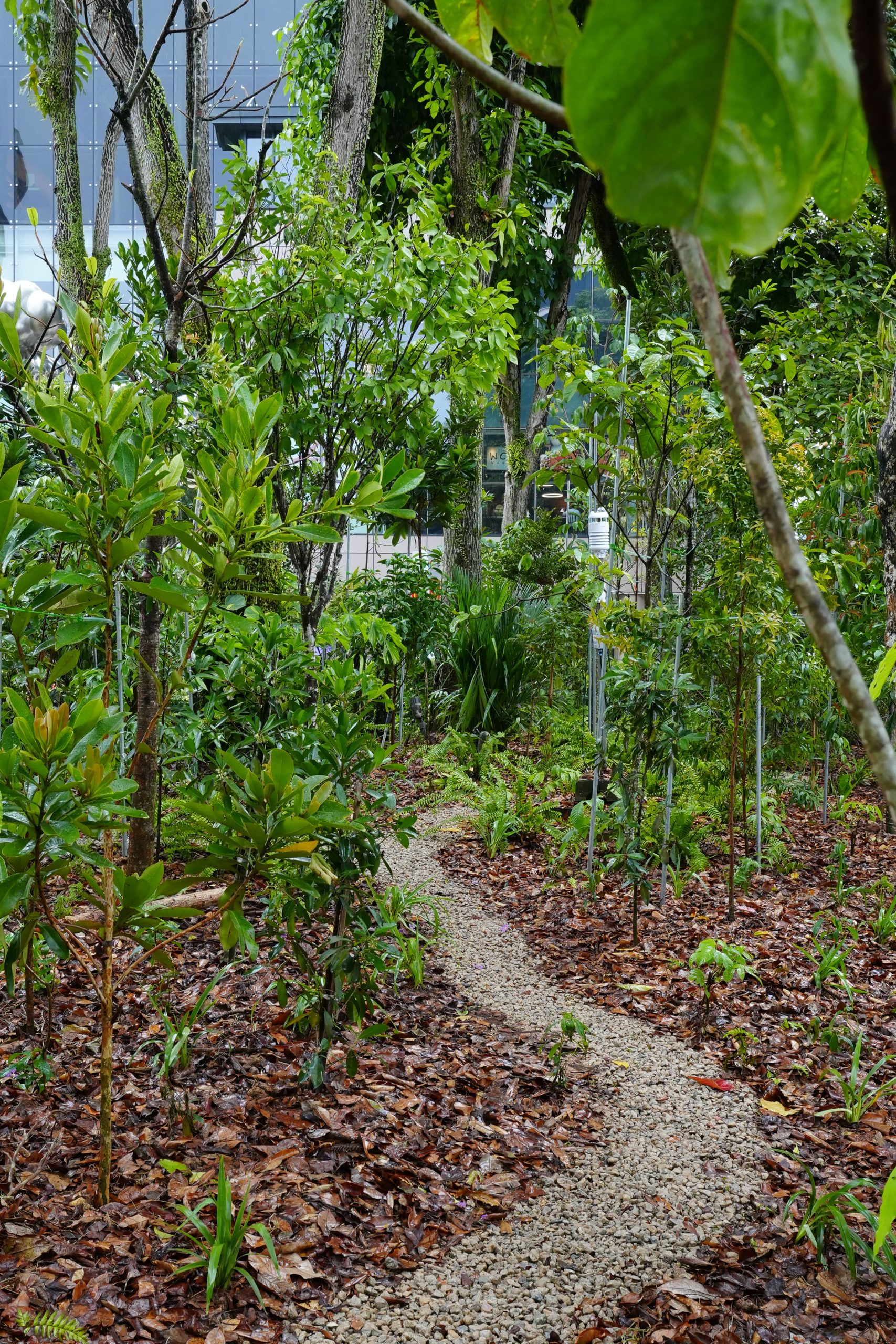CDL MicroForest - CDL Sustainability